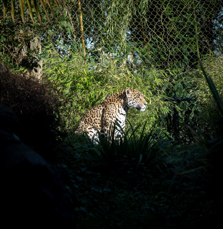 PublicDisplay.ART - Showcasing Seattle Artists